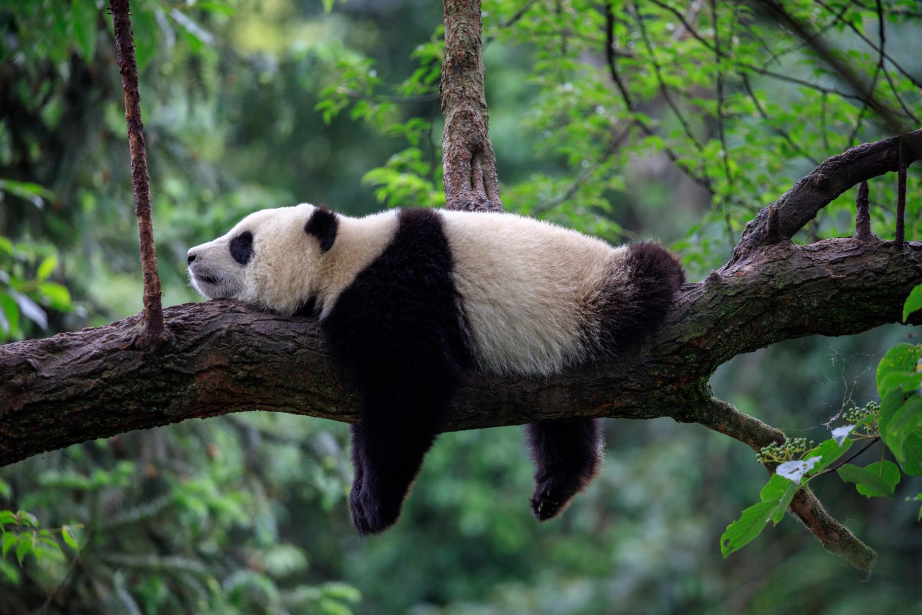 Panda Diplomacy: China's Unique Soft Power Initiative | Dao Insights