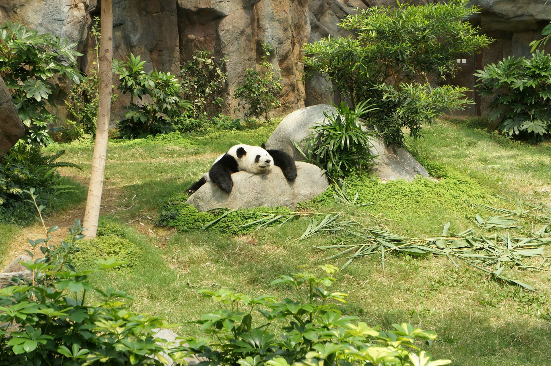 Livestream of twerking panda goes viral in China, gets shut down