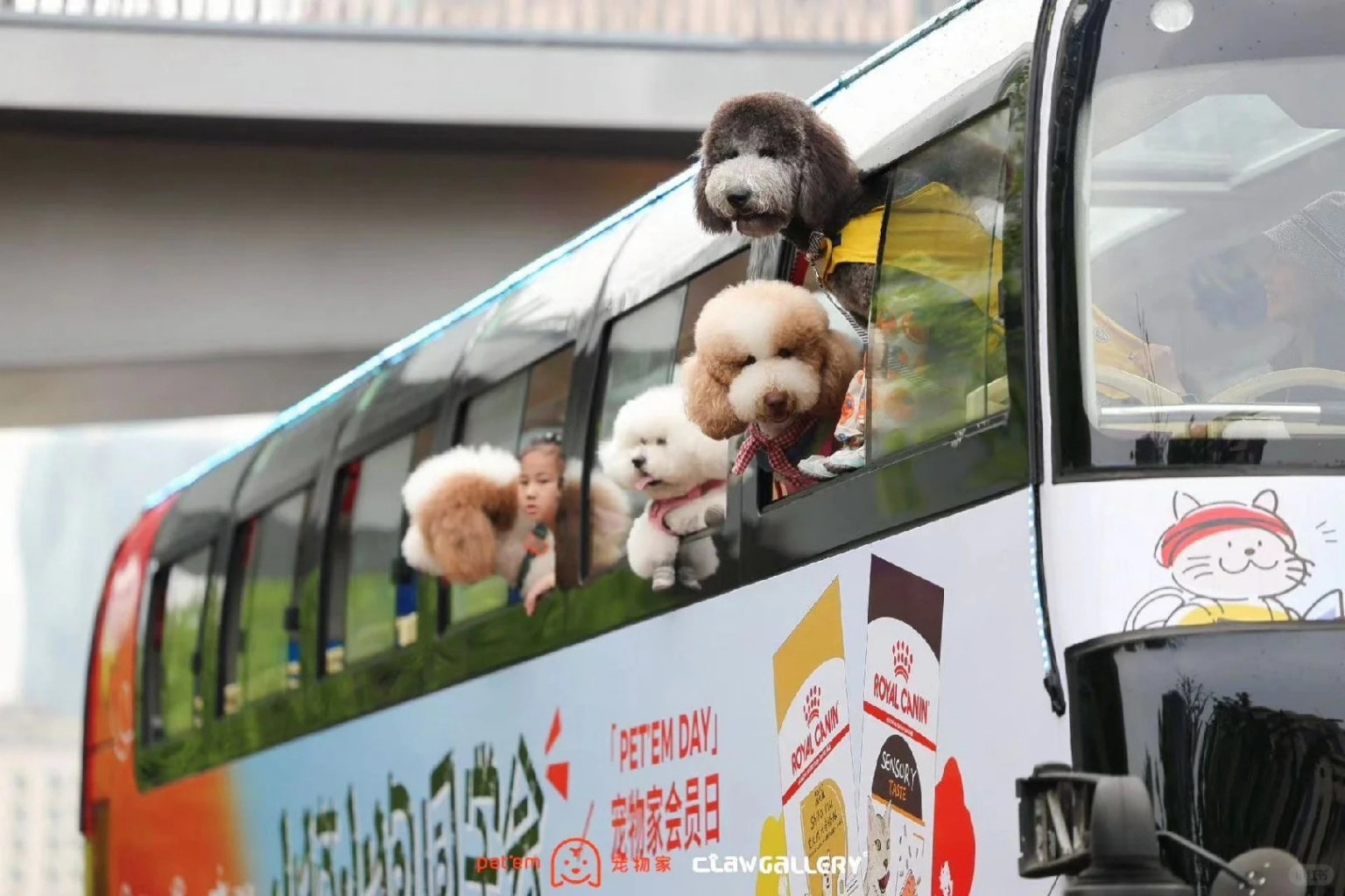 Pet Economy in China: Brands celebrate Children's Day for pets to ...